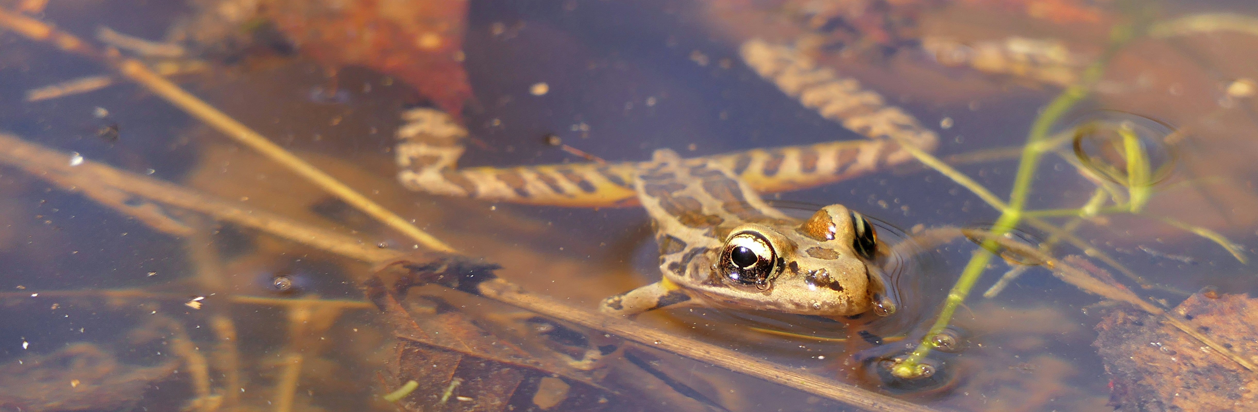 Revive Your Garden Pond This Spring: A Comprehensive Guide