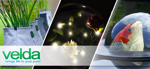 Bring Life to your Pond with Velda